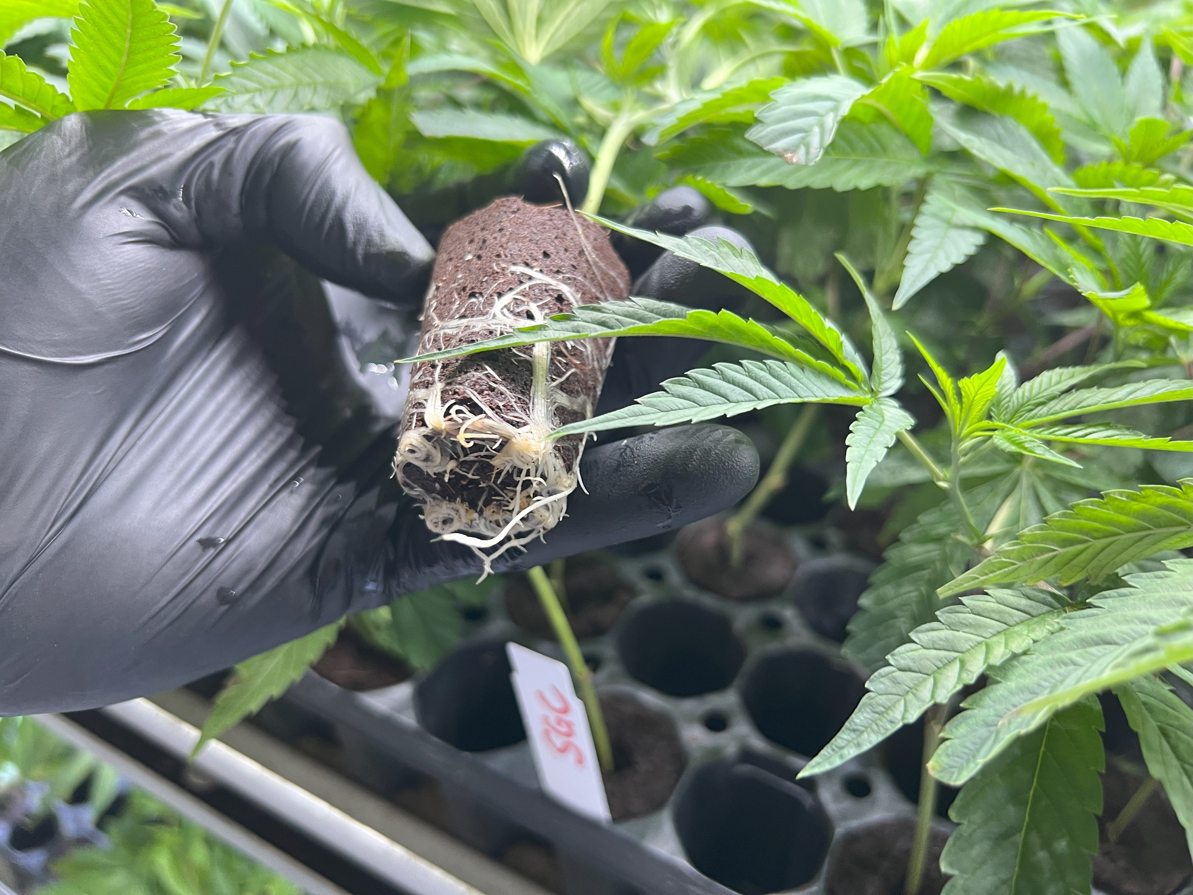 Krumme Gurken | Stecklinge - CBD - Grow - Headshop - Hanfsamen